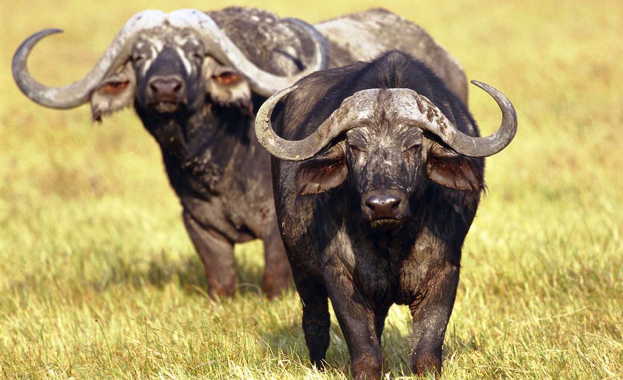 La Réserve Du Dja | Discover-Cameroon