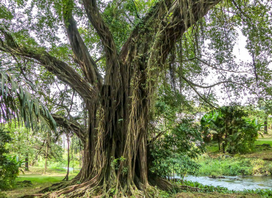 Les Attractions De Limbe | Discover-Cameroon