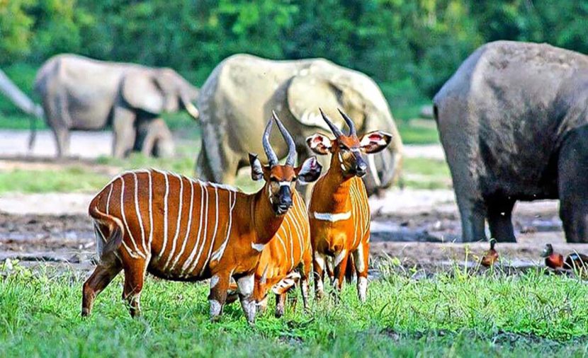 Kameruns Nationalparks Entdecken | Discover-Cameroon