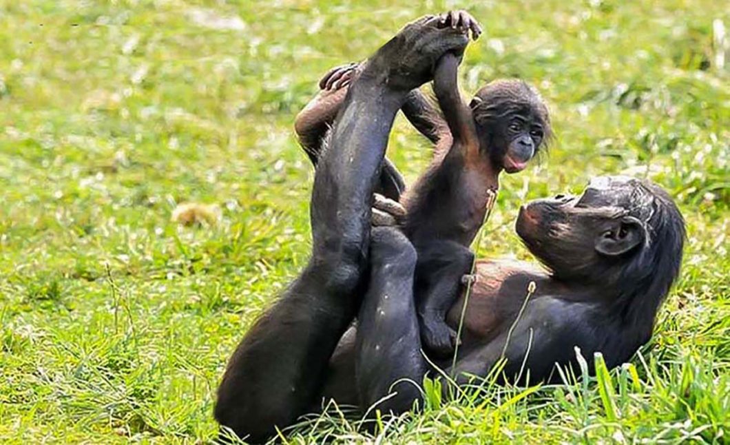 Discover Cameroon National Parks | Discover-Cameroon