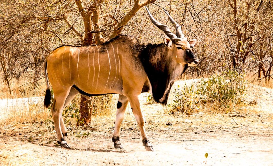 Attractions De Garoua Et Ses Environs | Discover-Cameroon