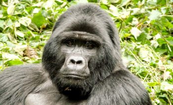 The Lobeke National Park In Cameroon | Discover-Cameroon